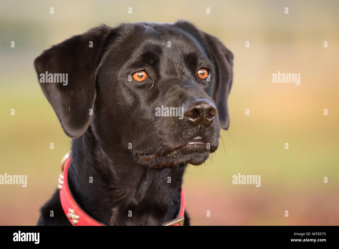 Head shot of a young black Labrador retriever Stock Photo - Alamy
