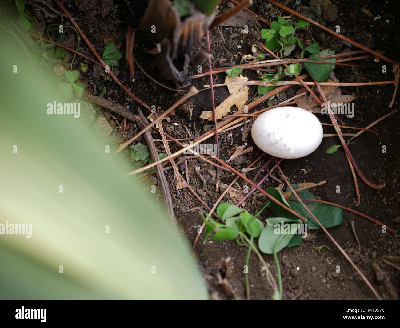 Pigeon egg hi-res stock photography and images - Alamy