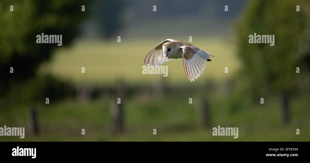 Barn Owl (Tyto alba) in flight over a field. West Ayton, Yorkshire , UK ...