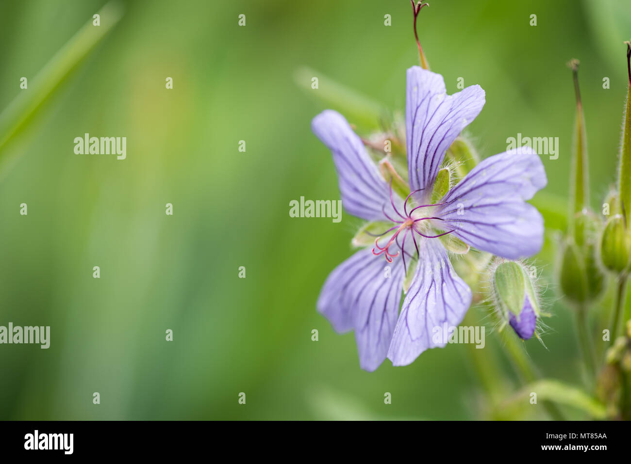 Purple Veins of a Flower Stock Photo - Alamy