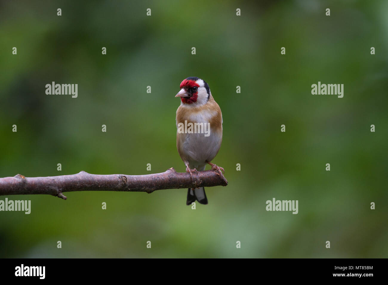 Colourful garden bird hi-res stock photography and images - Alamy