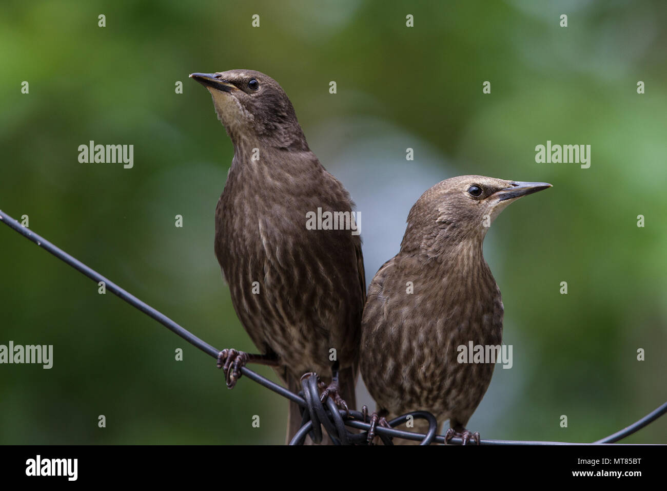 Starling. Sturnus vulgaris.Two fledglings on washing line. British ...