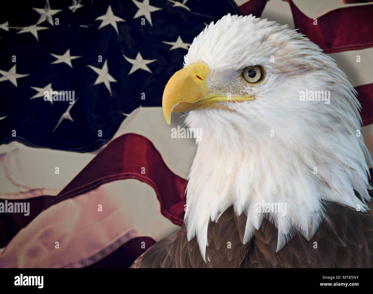 Murica Freedom Eagle