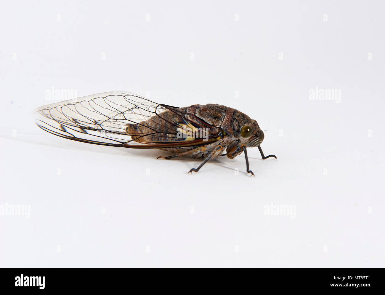 Cicada or Chicharra - also known in the region as the rainbird against ...