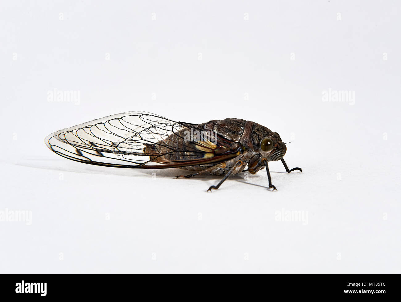 Cicada or Chicharra - also known in the region as the rainbird against ...