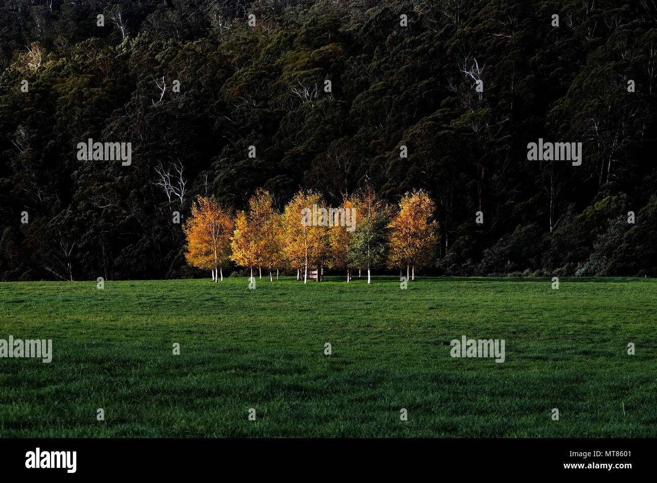 Autumn trees in the country Stock Photo - Alamy
