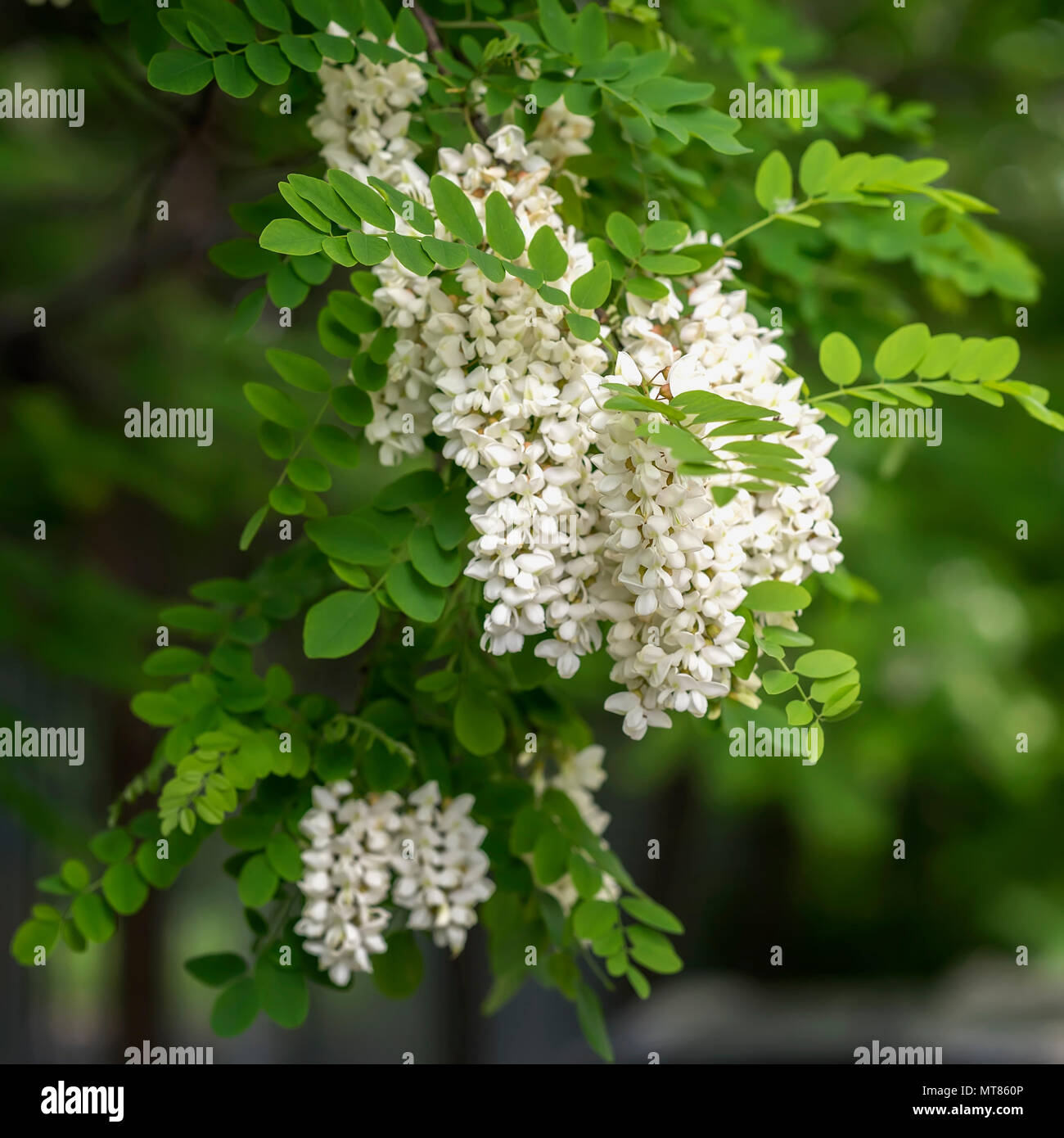 Abundant flowering acacia branch of Robinia pseudoacacia, false acacia ... Abundant flowering acacia branch of Robinia pseudoacacia, false acacia ...
