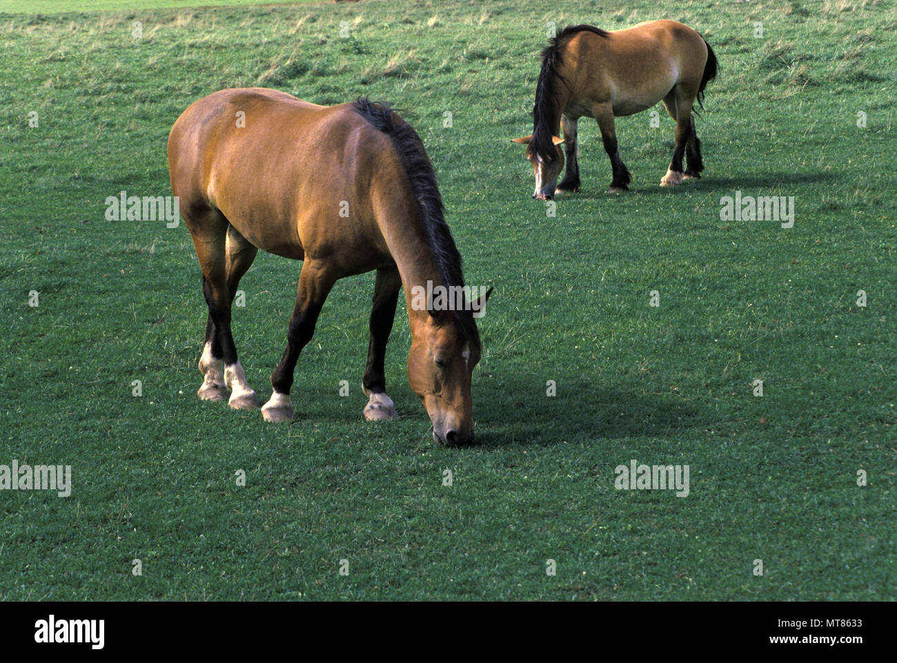 Historical horses hi-res stock photography and images - Alamy