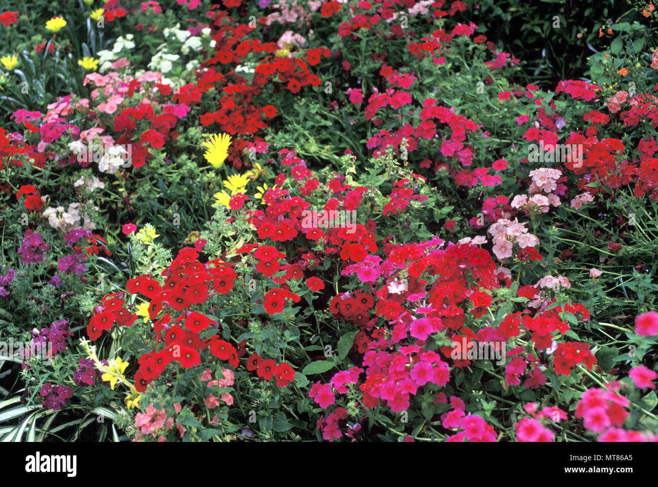 Eighties flowers hi-res stock photography and images - Alamy