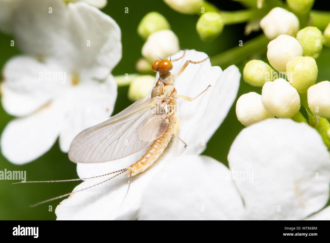 Spring insects hi-res stock photography and images - Alamy