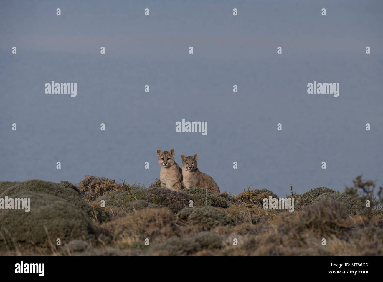 Wild puma in Patagonia Stock Photo - Alamy