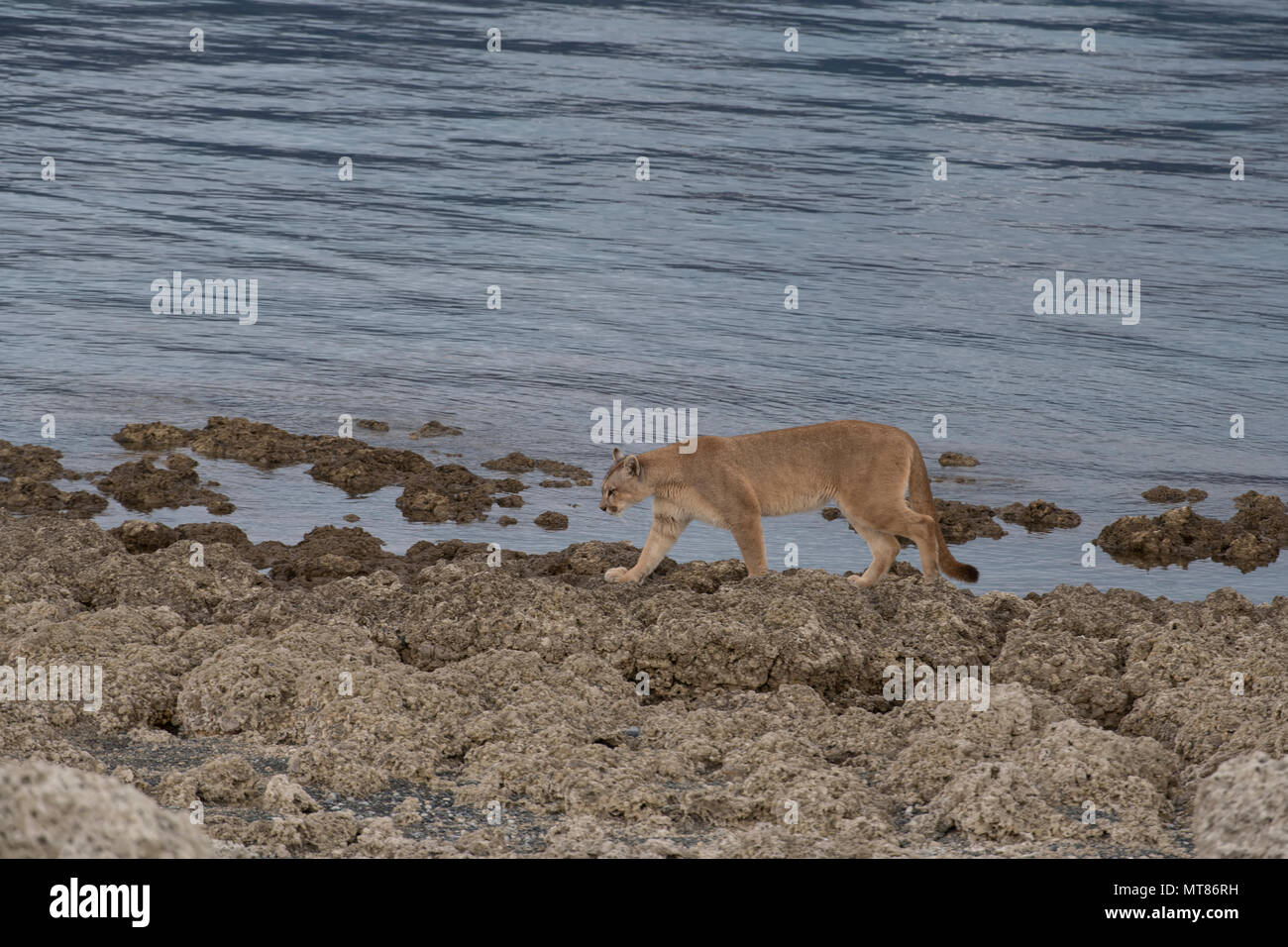 Wild puma in Patagonia Stock Photo - Alamy