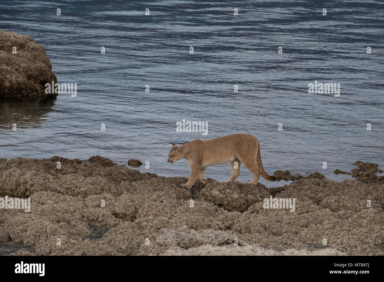 Wild puma in Patagonia Stock Photo - Alamy