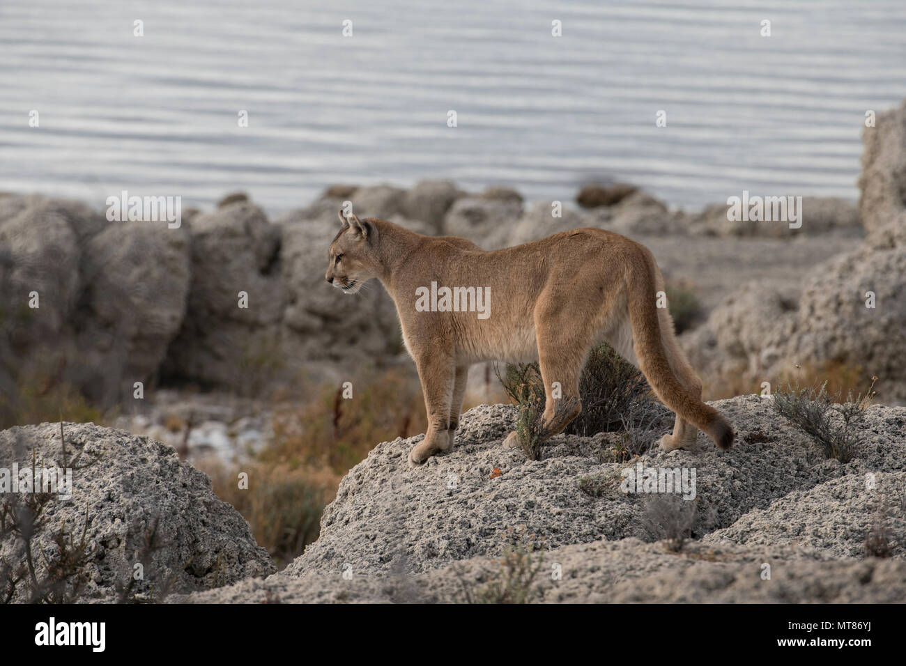 Wild puma in Patagonia Stock Photo - Alamy