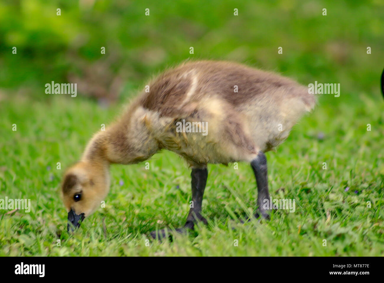 A baby gosling is foraging for food by itself in Canada Stock Photo - Alamy