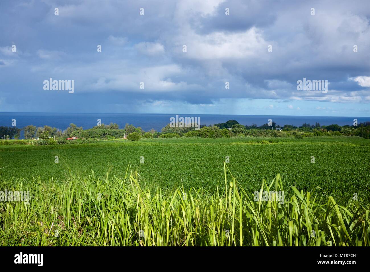 Taro farm on Hawaii's Big Island Stock Photo - Alamy