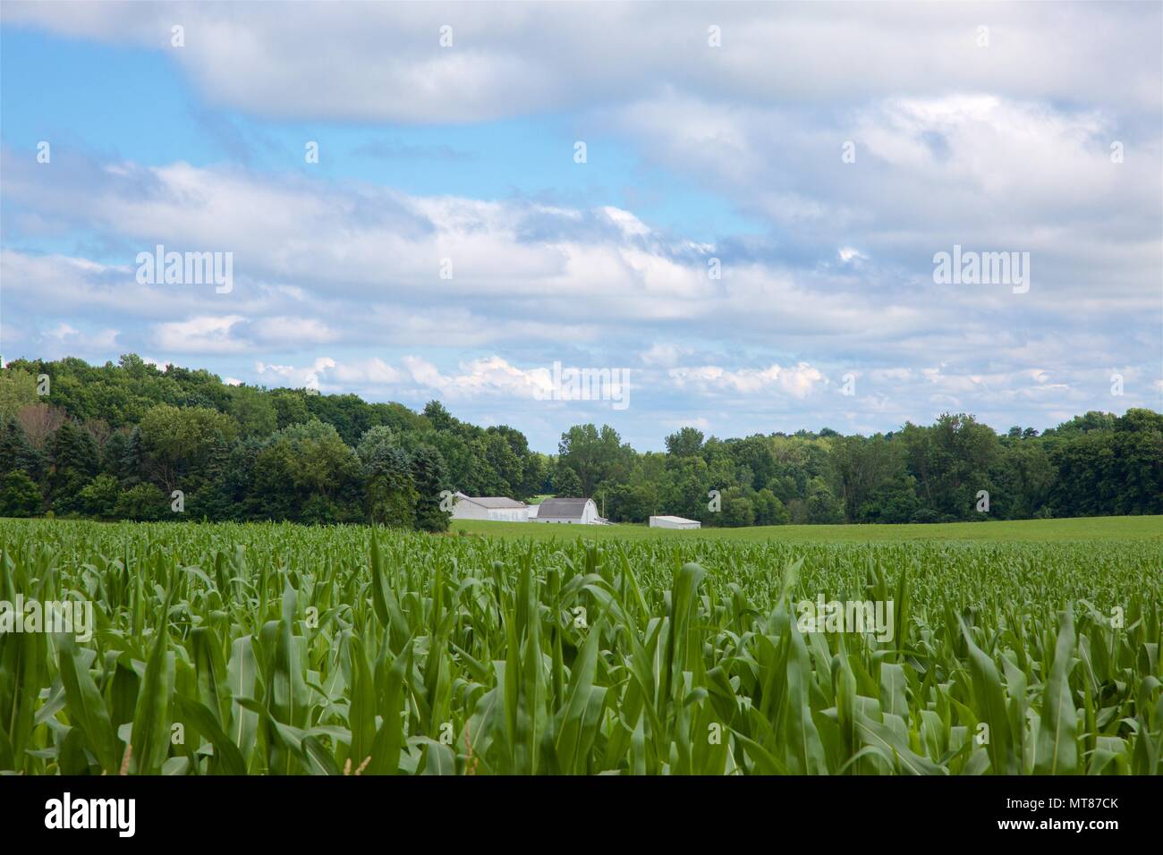 Iconic rural scenes of Midwest USA farm landscapes Stock Photo - Alamy