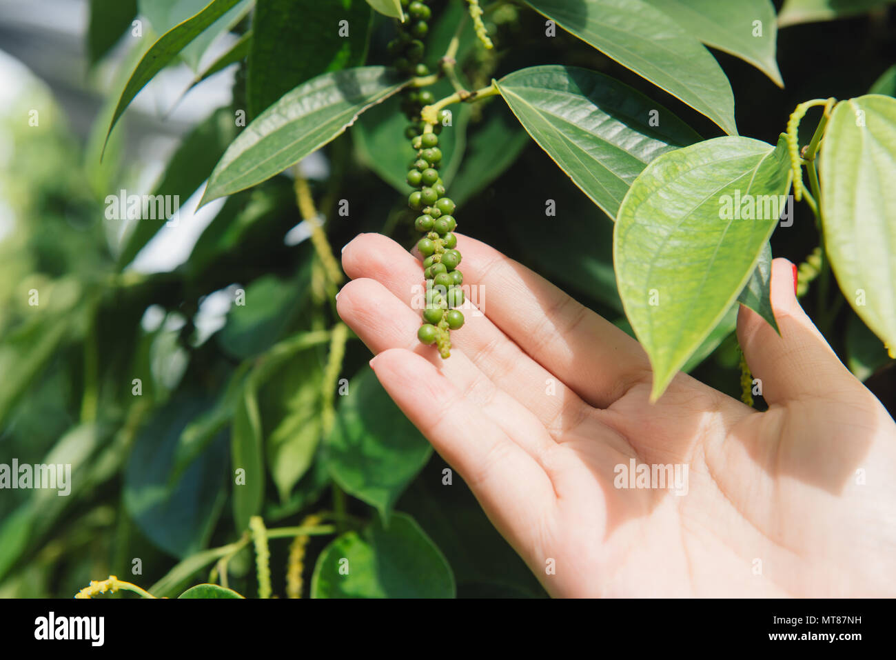 Black Peper Plant High Resolution Stock Photography and Images - Alamy