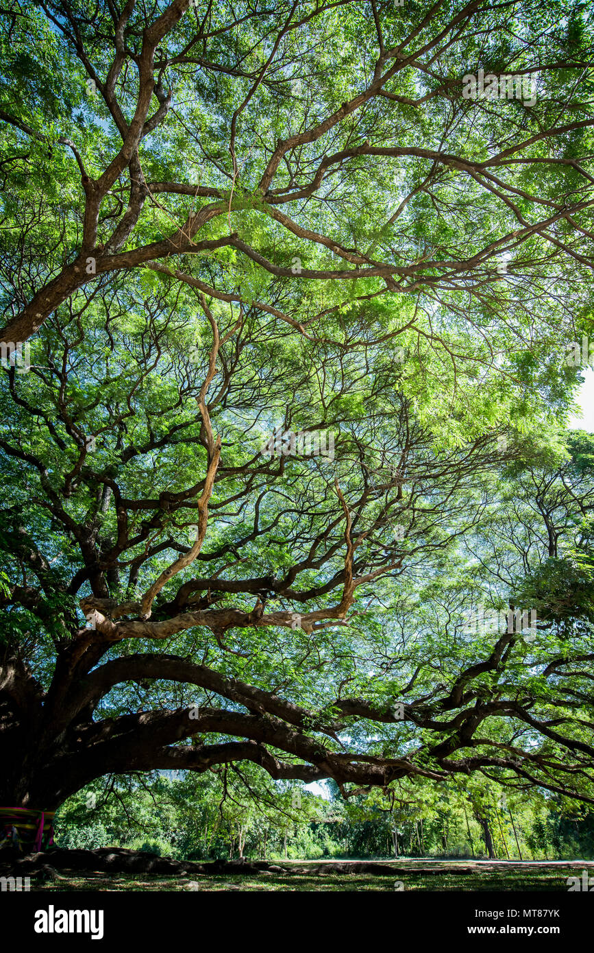 Large Samanea saman tree with branch in Kanchanaburi, Thailand Stock ...