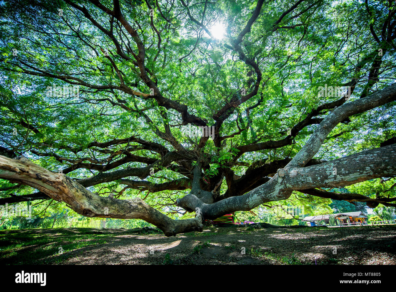 Large Samanea saman tree with branch in Kanchanaburi, Thailand Stock ...