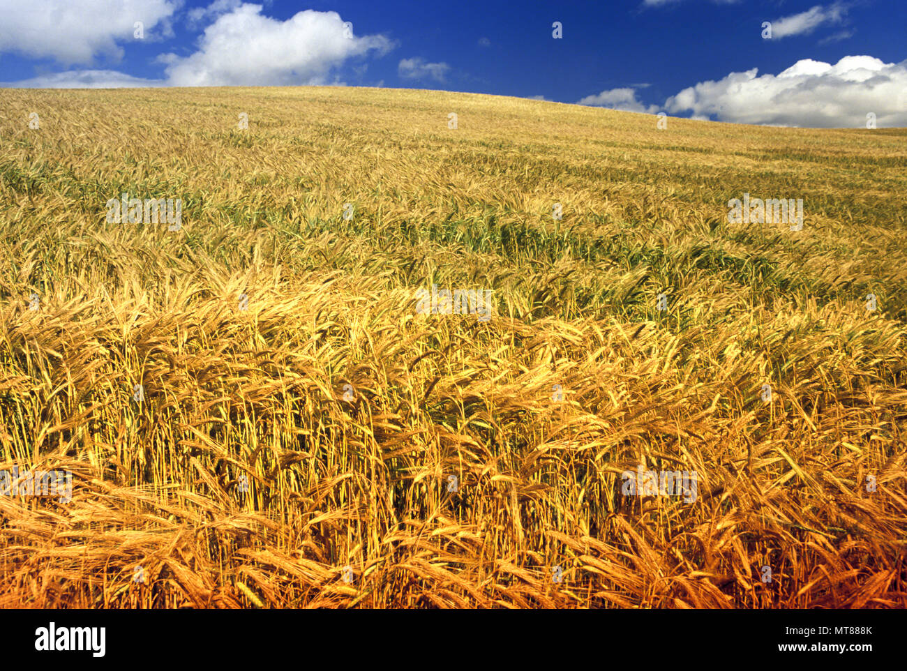 Wheat harvest historical hi-res stock photography and images - Alamy