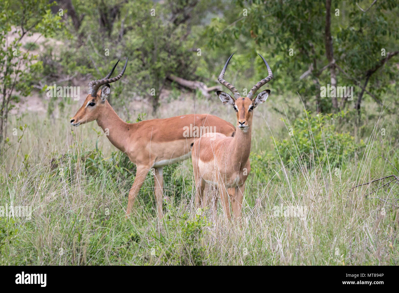 Portrait of two male impalas Stock Photo - Alamy