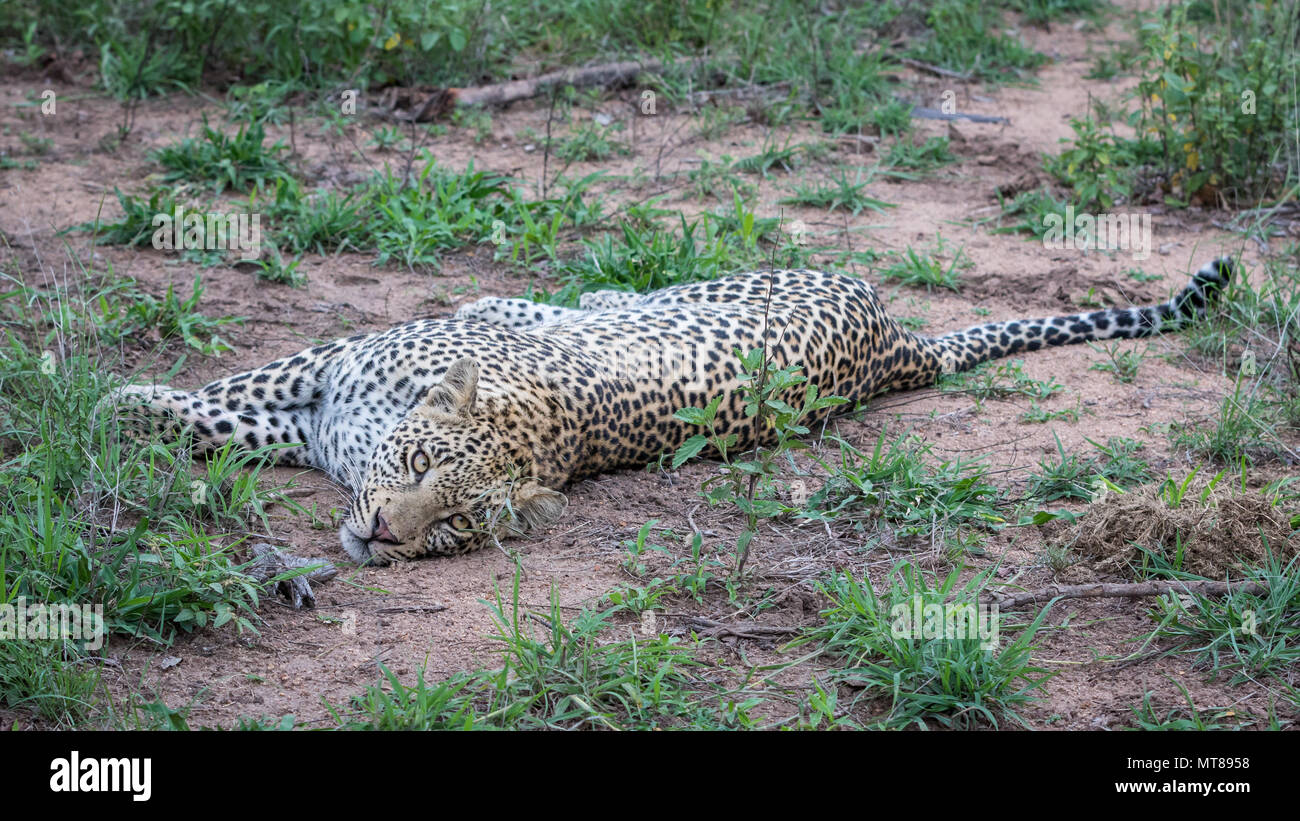 Lazy photographer hi-res stock photography and images - Alamy