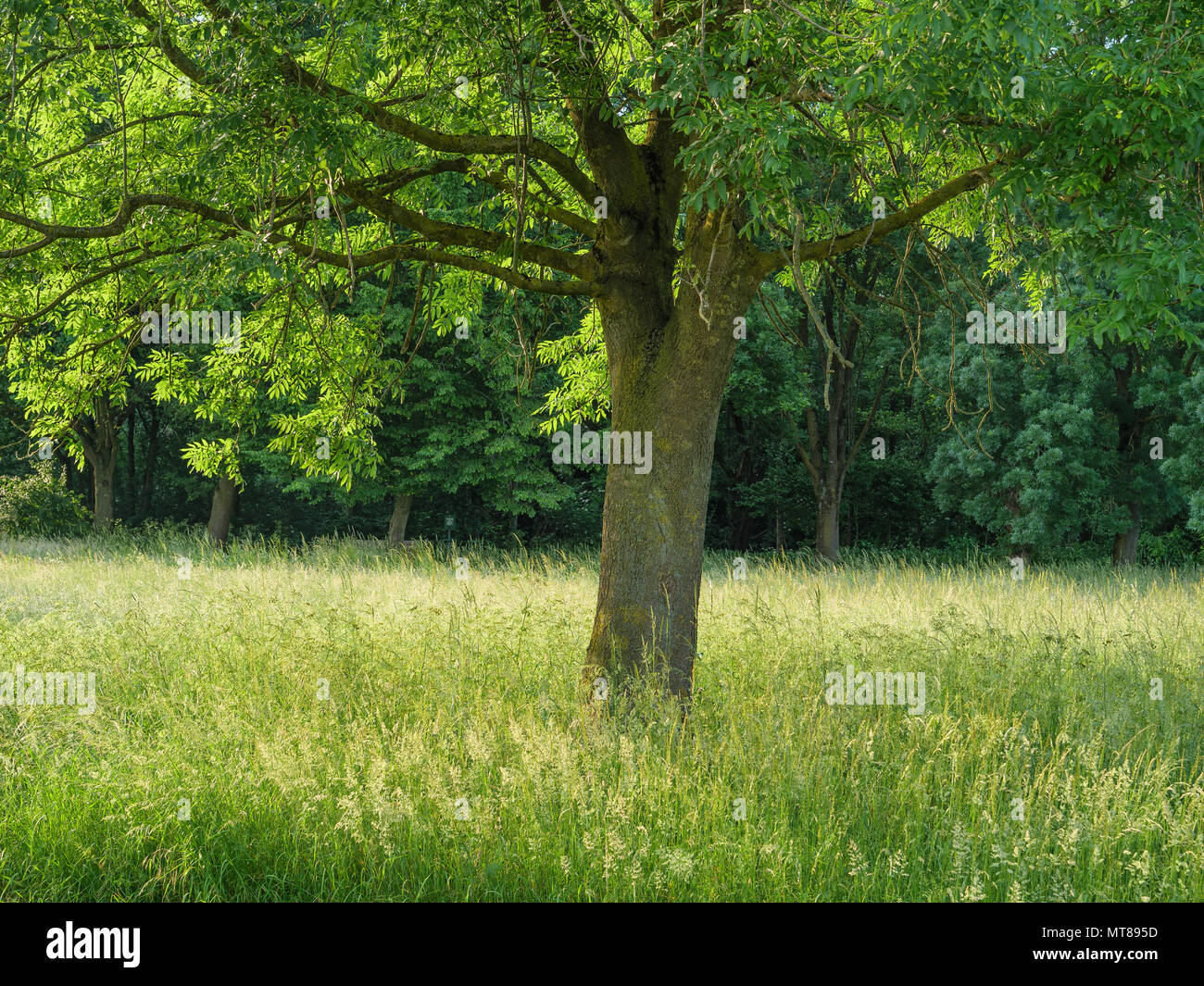 Lake in germany Stock Photo - Alamy