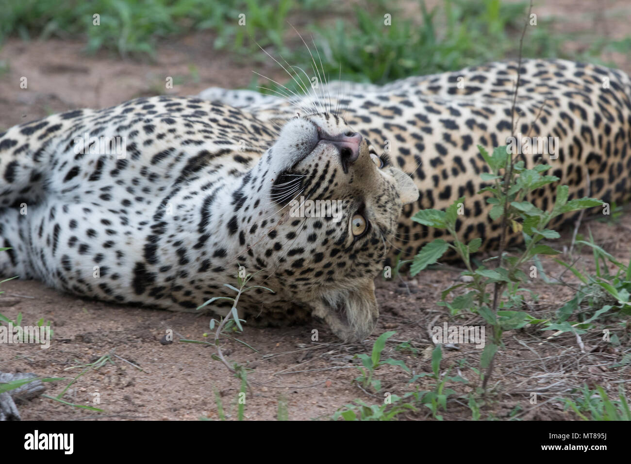 Leopard staring up while laying in the shade Stock Photo - Alamy
