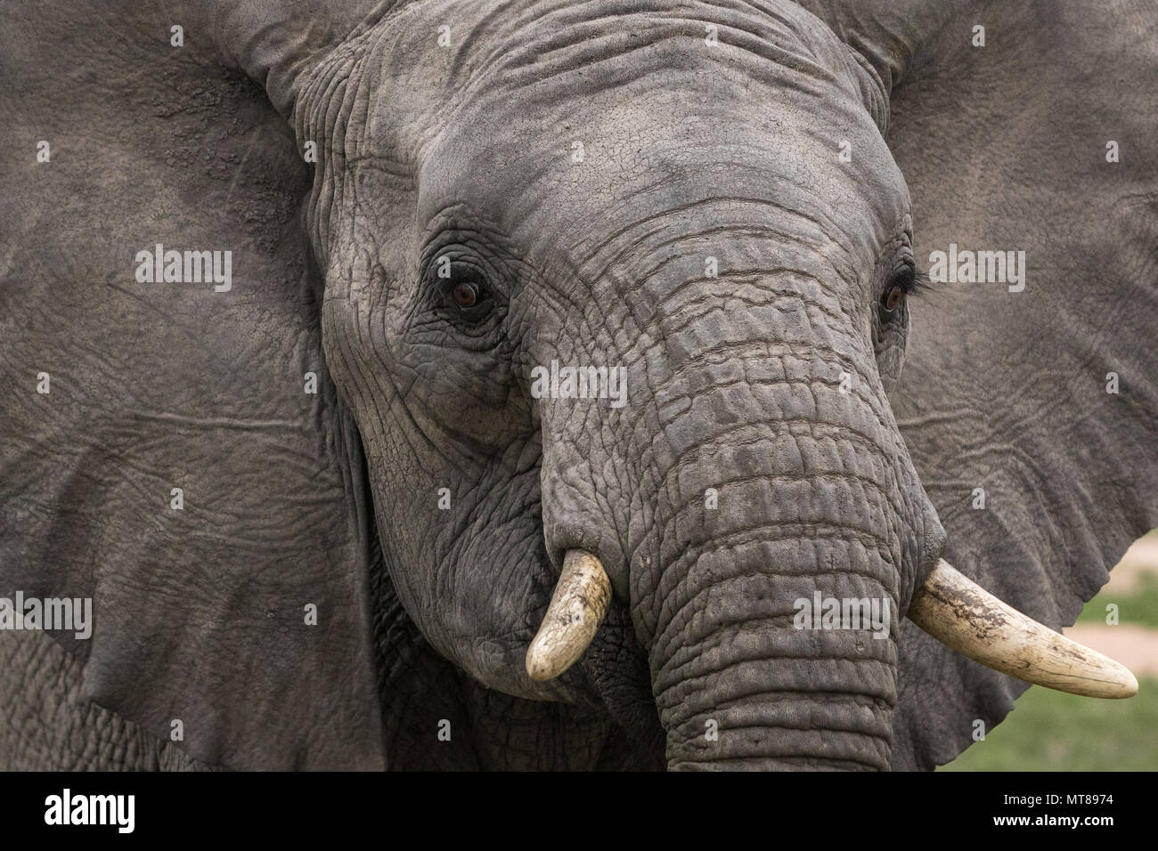 Portrait of a beautiful young male elephant Stock Photo - Alamy
