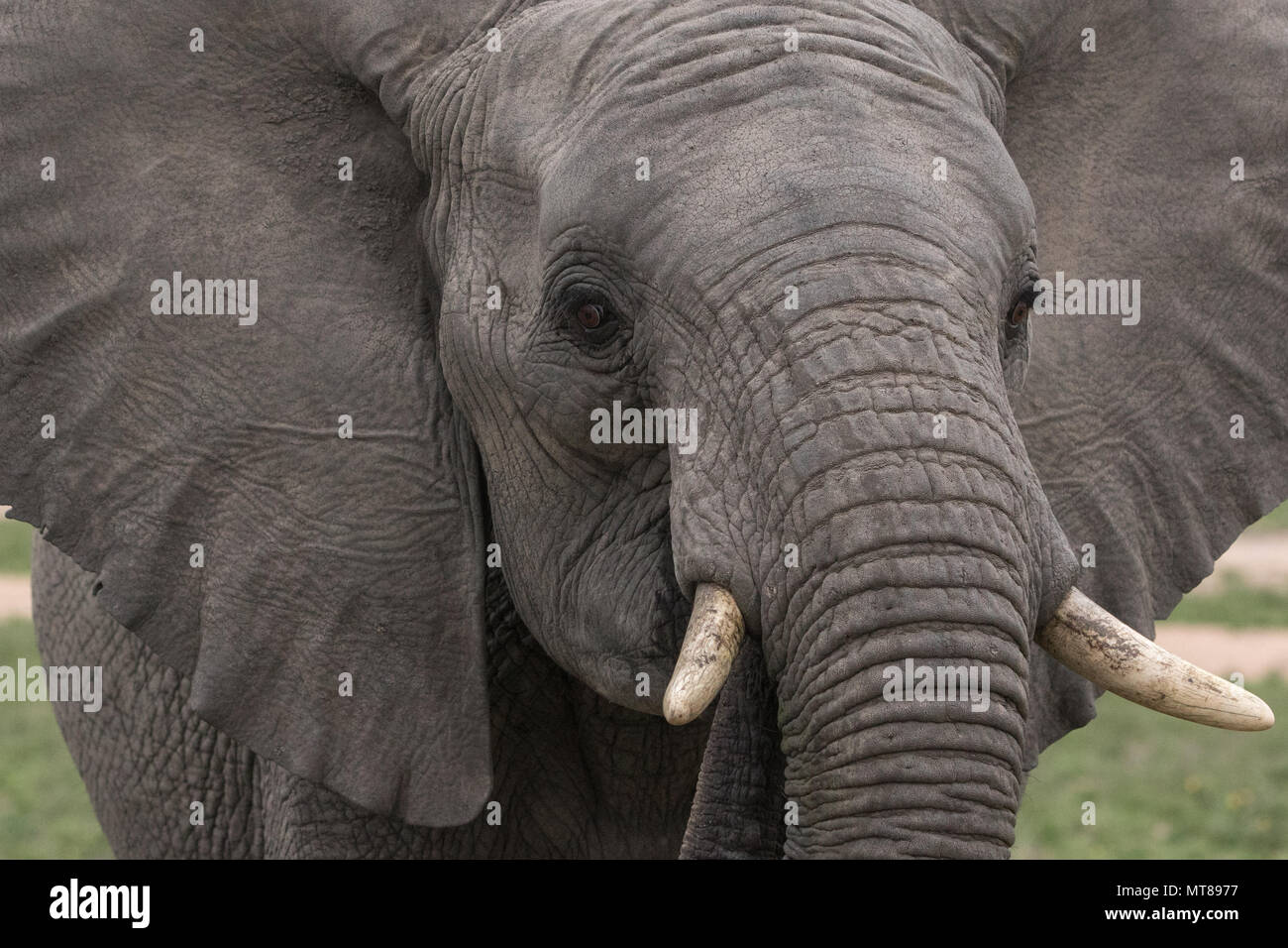Little elephant ears hi-res stock photography and images - Alamy