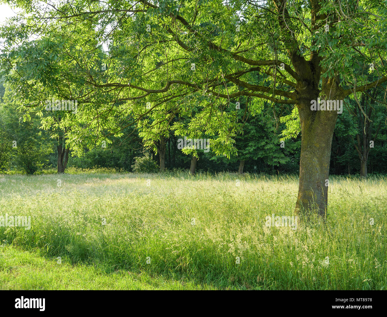 Lake in germany Stock Photo - Alamy