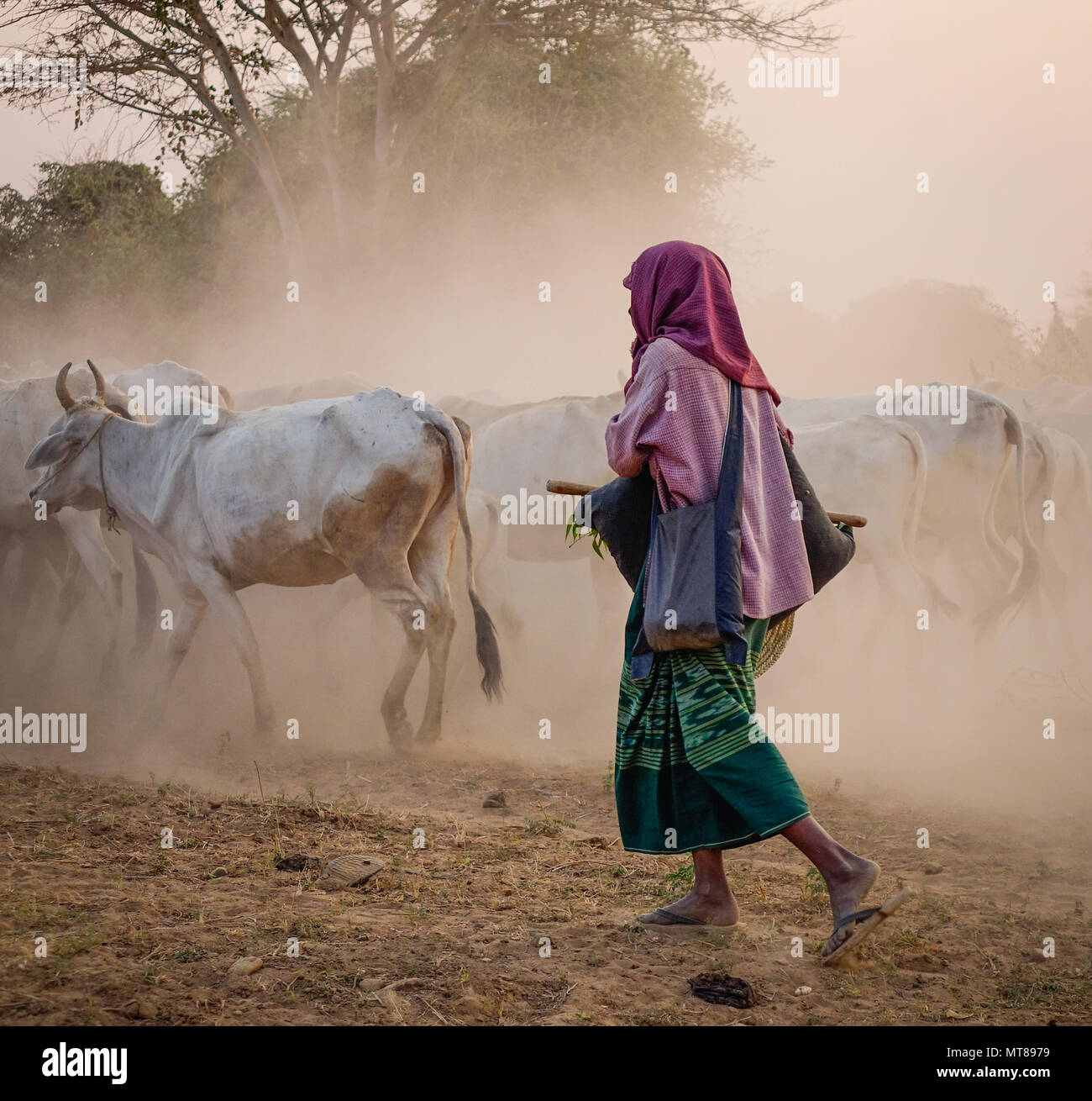 People push cows on dusty road at sunset in Bagan, Myanmar Stock Photo ...