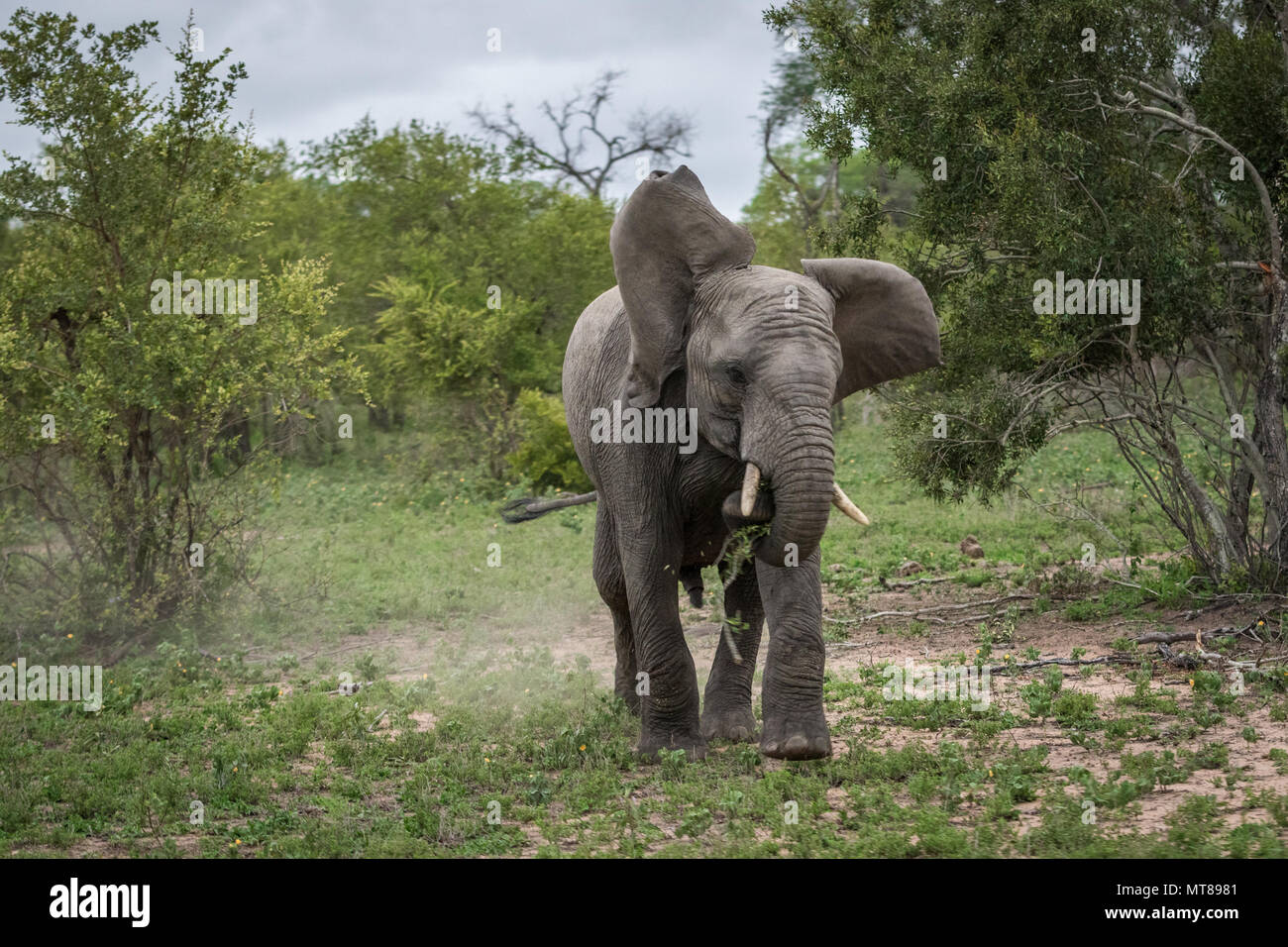 Mock charge by a teenage elephant Stock Photo - Alamy