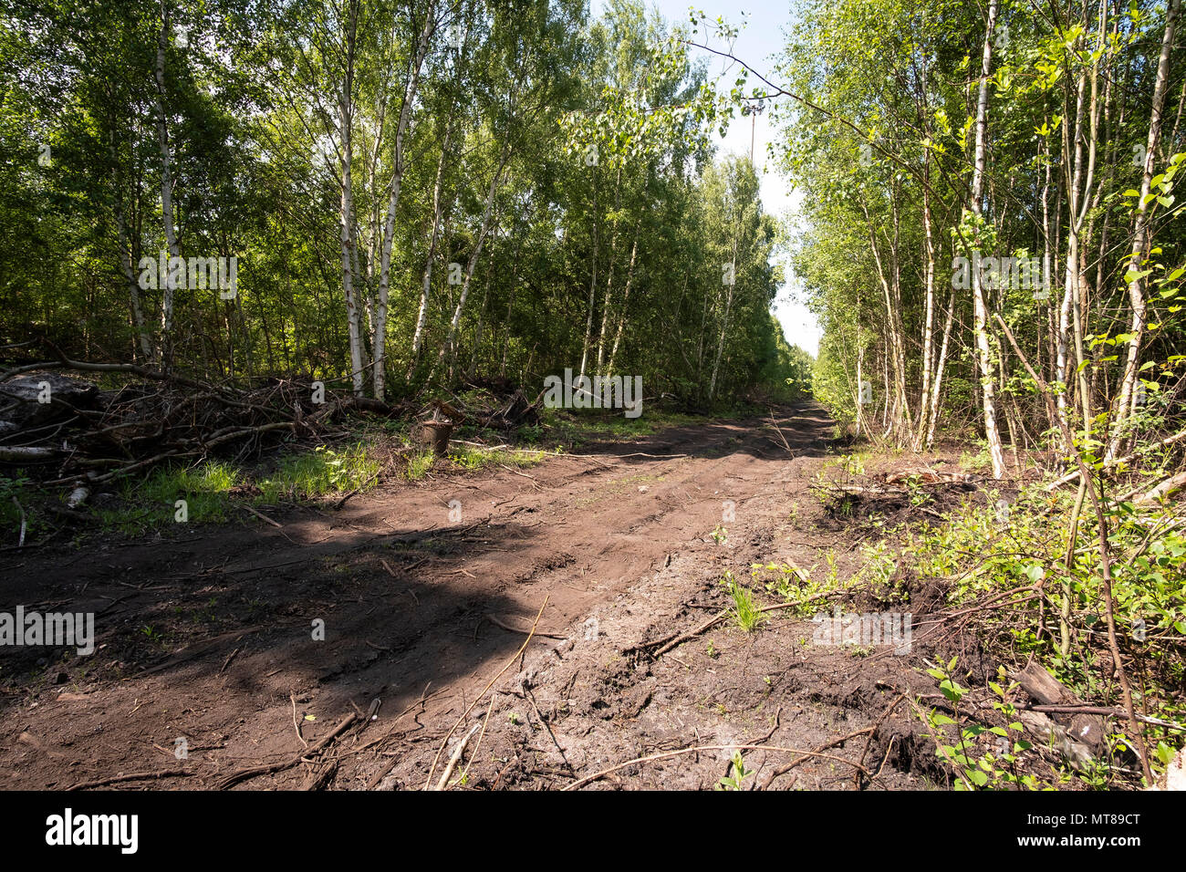 Logging trail road image Stock Photo - Alamy