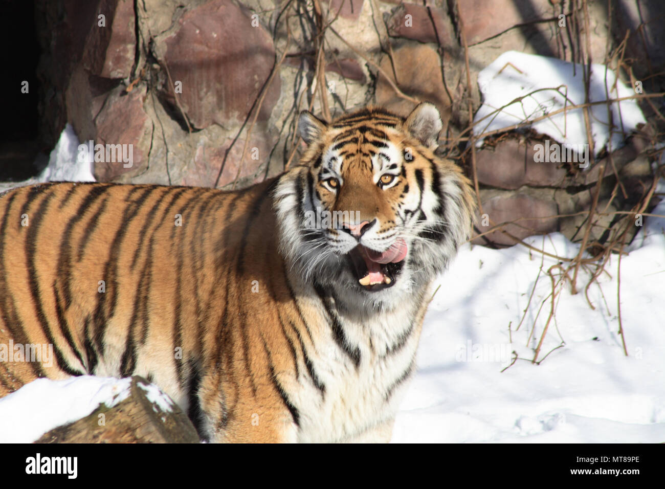 Closeup of nice young siberian tiger on winter background Stock Photo ...