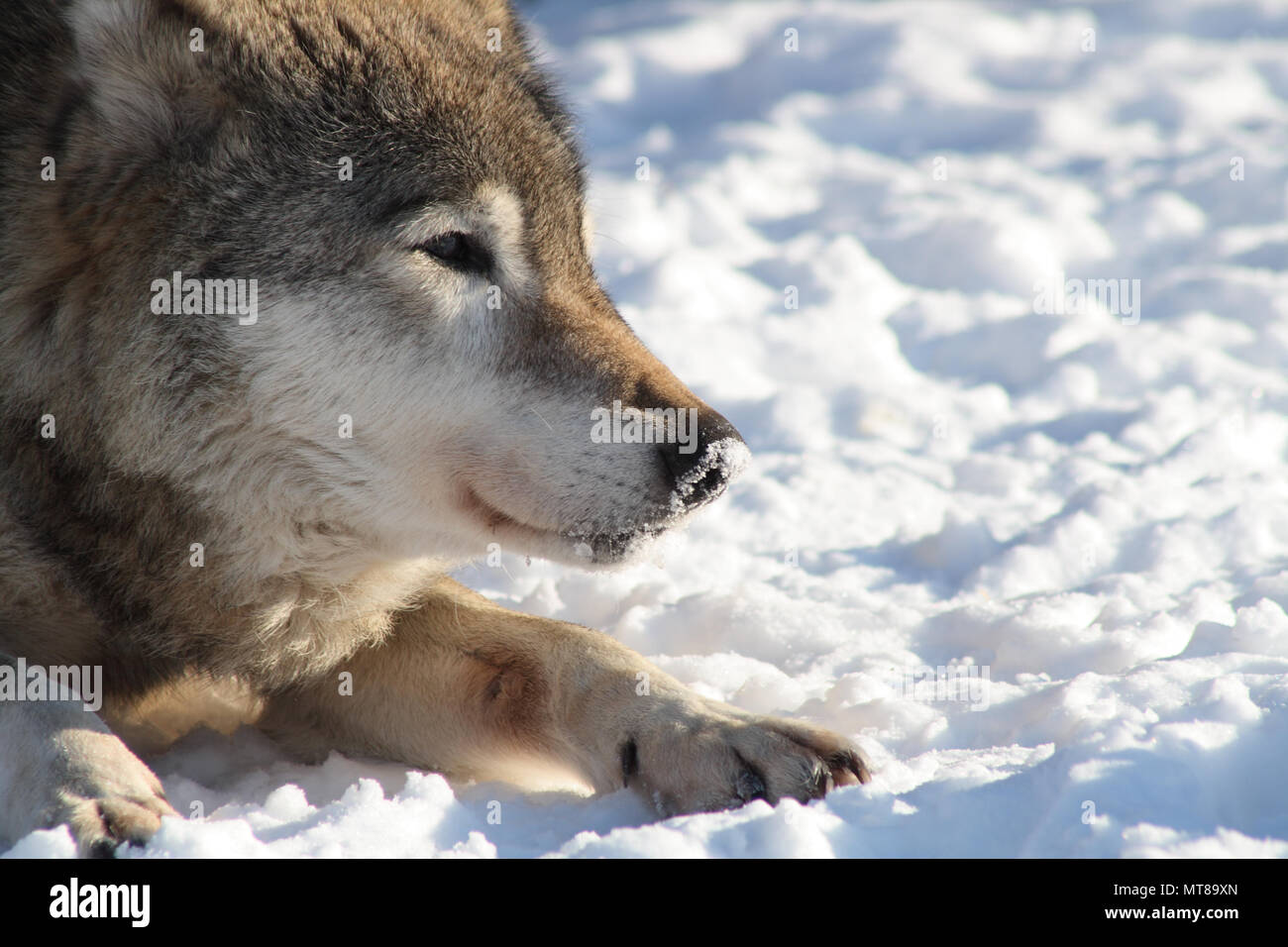 Closeup of wolf's muzzle on snow background with copy space Stock Photo ...