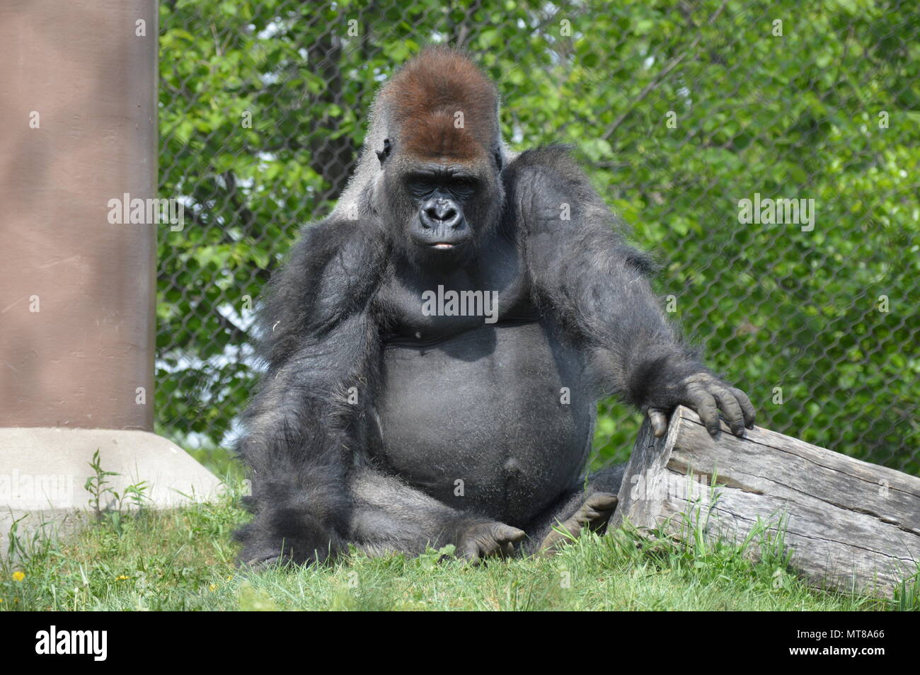 Western lowland gorilla in the outdoors Stock Photo - Alamy