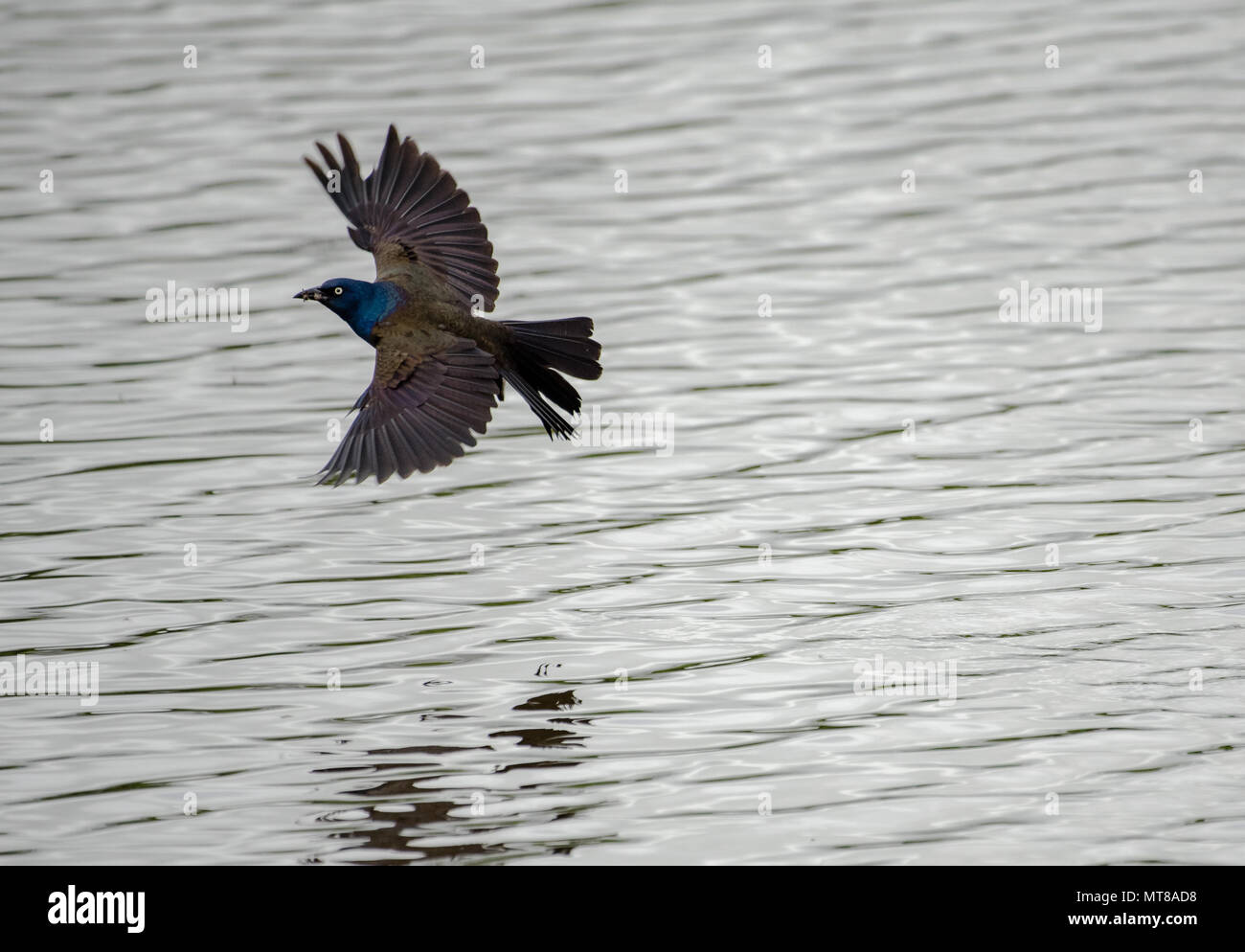 Female Catbird High Resolution Stock Photography and Images - Alamy