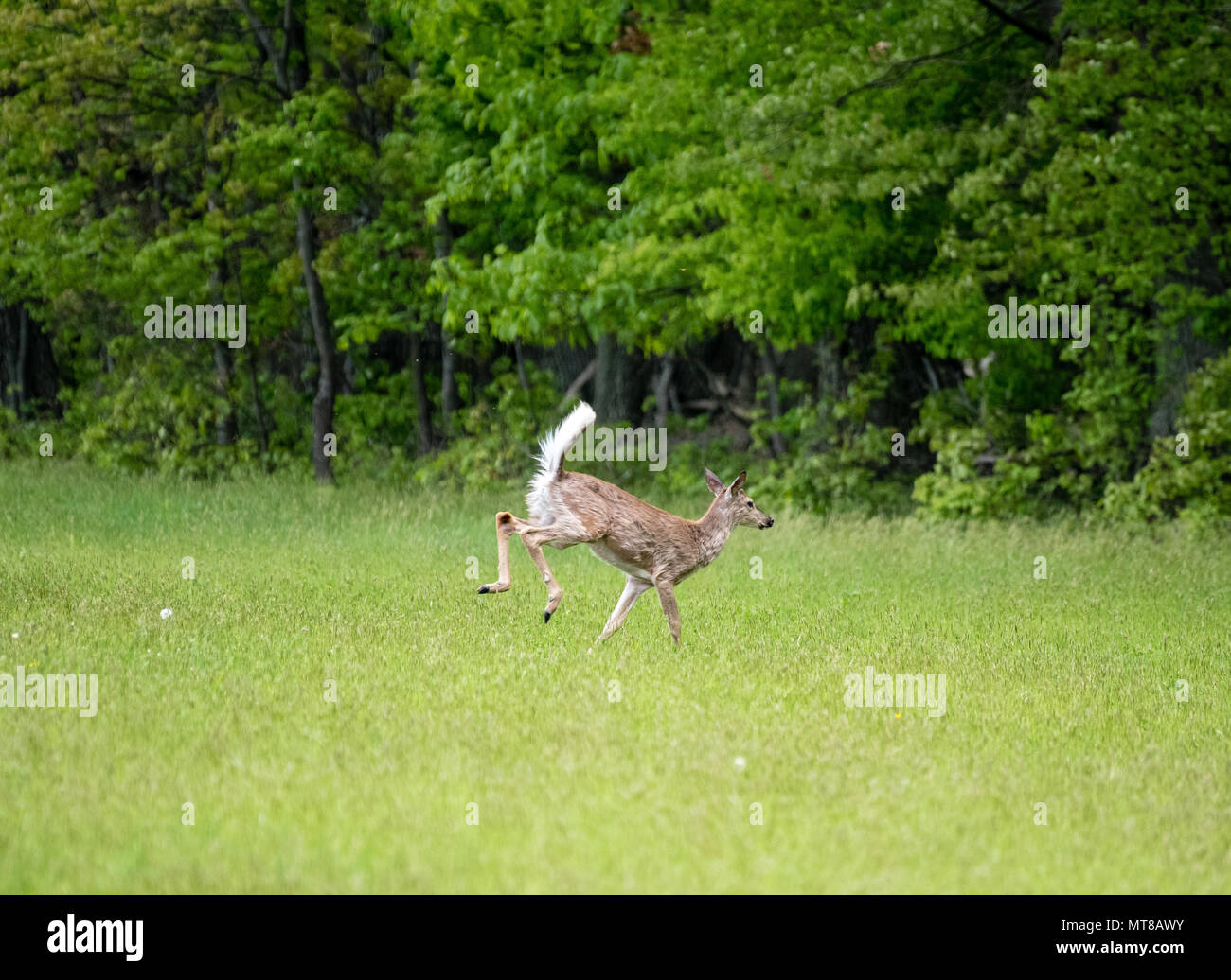 Deer Antlers Forest Green High Resolution Stock Photography and Images ...