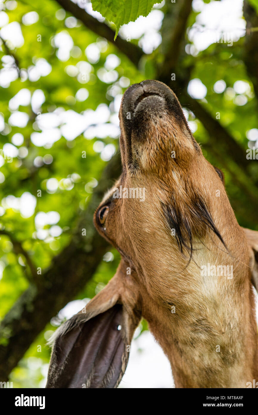 Goats browsing in the Hawthorn hedges, Humble by Nature May 2018 Stock ...