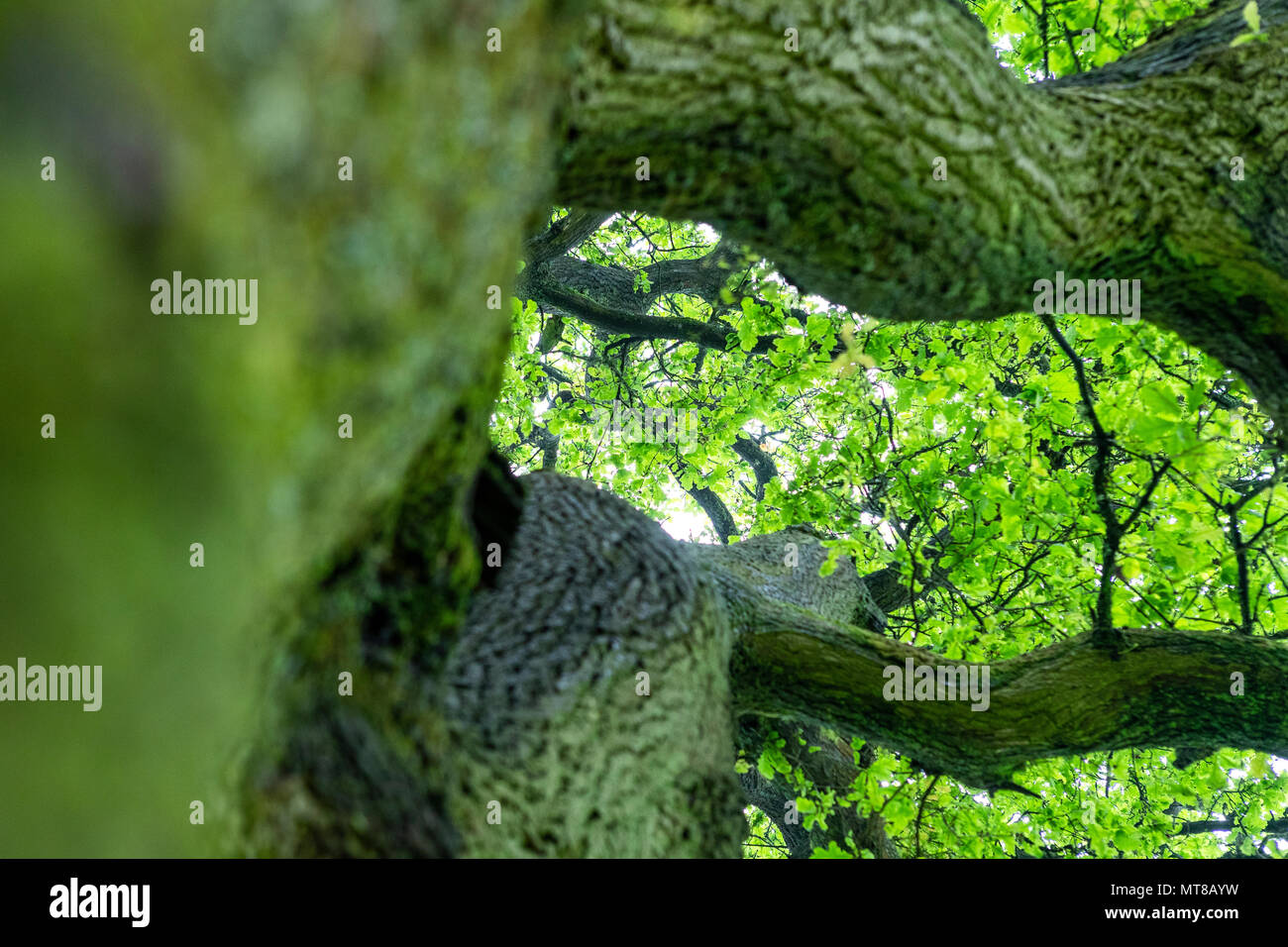 Oak tree trunk and spring canopy. Humble by Nature May 2018 Stock Photo ...