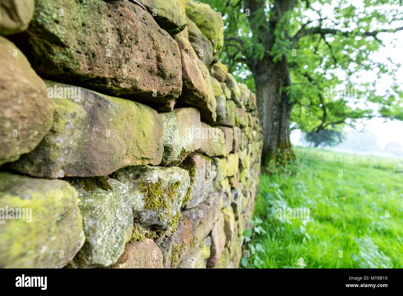 Monmouthshire dry stone walling on farm field boundary. Humble by ...