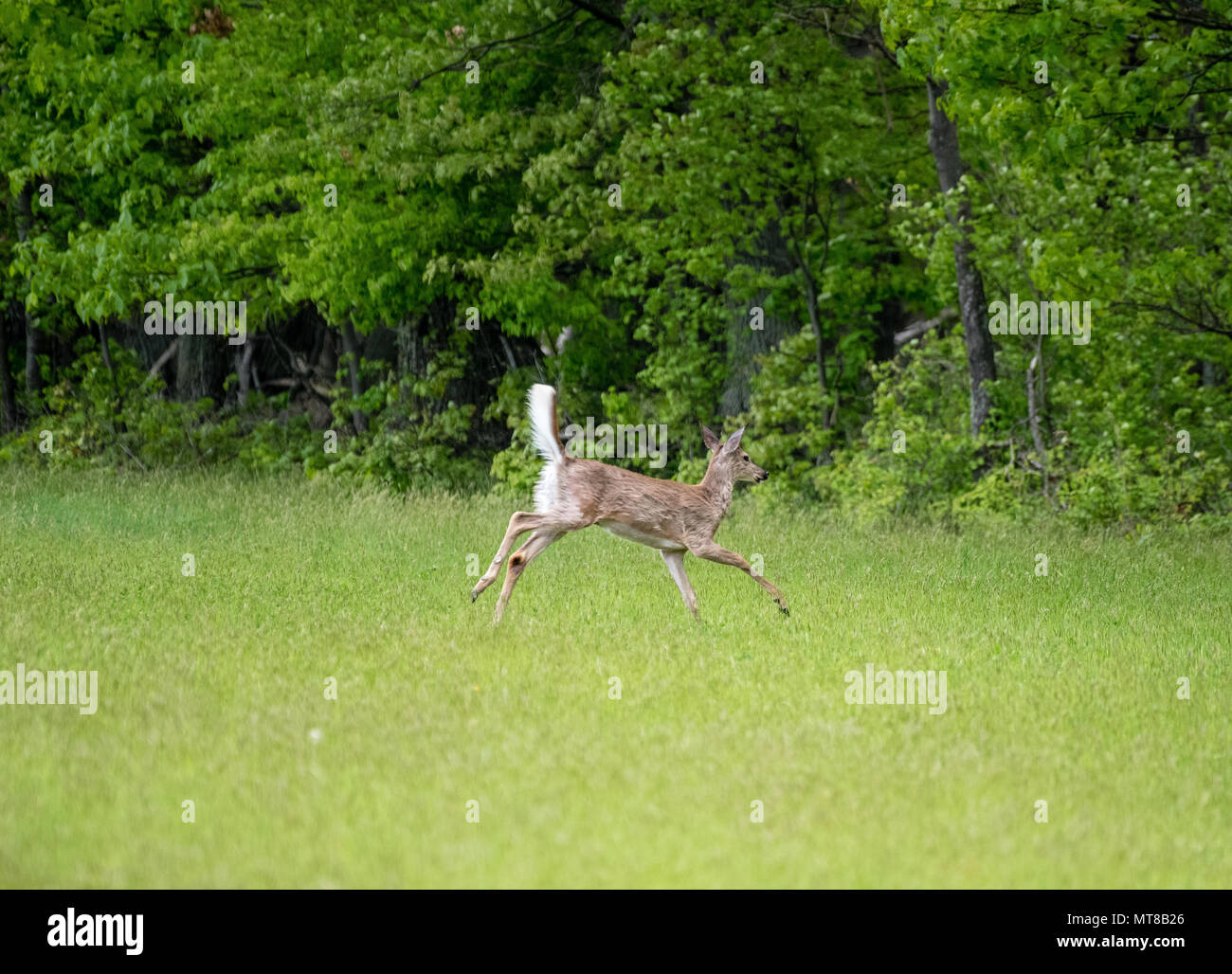 White Tail Deer New York High Resolution Stock Photography and Images ...