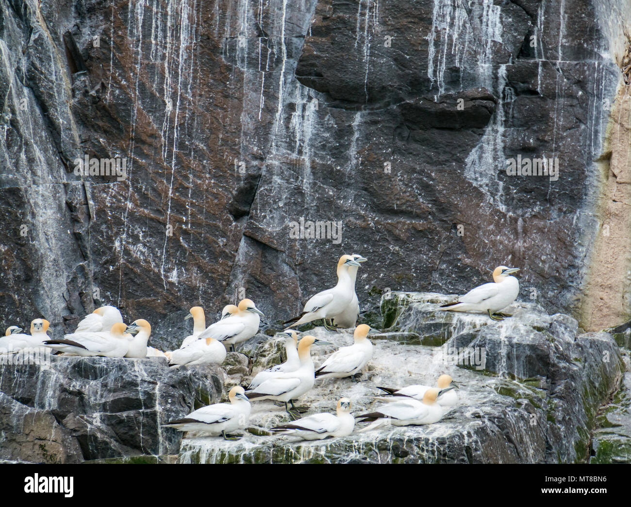 Cliff nesting bird hi-res stock photography and images - Alamy