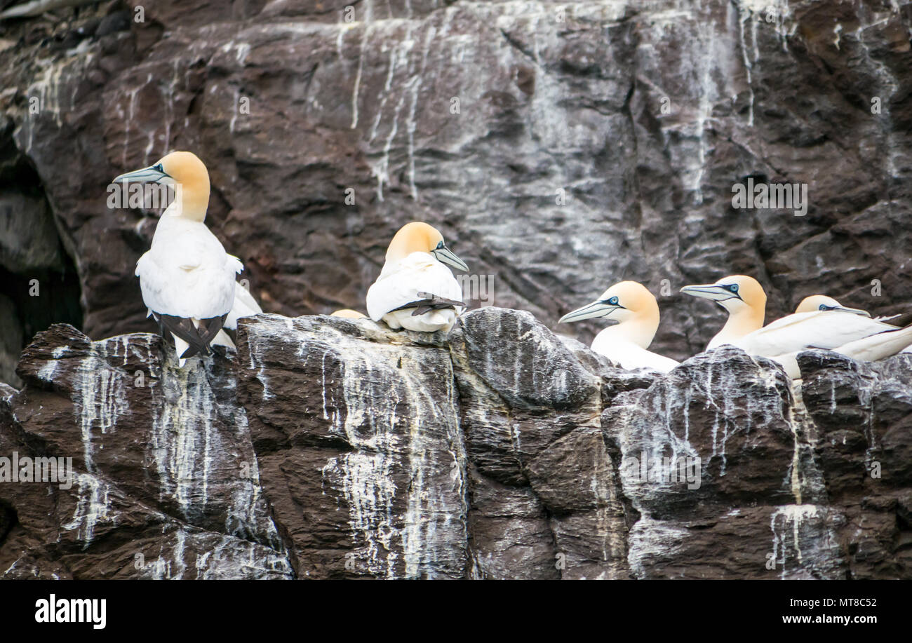 Seabird colony hi-res stock photography and images - Alamy