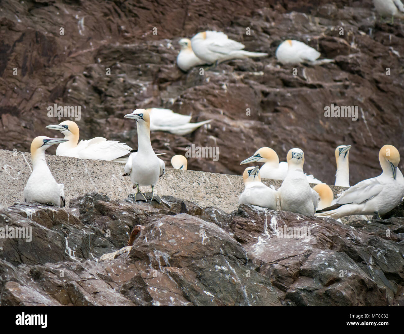Seabird colony hi-res stock photography and images - Alamy