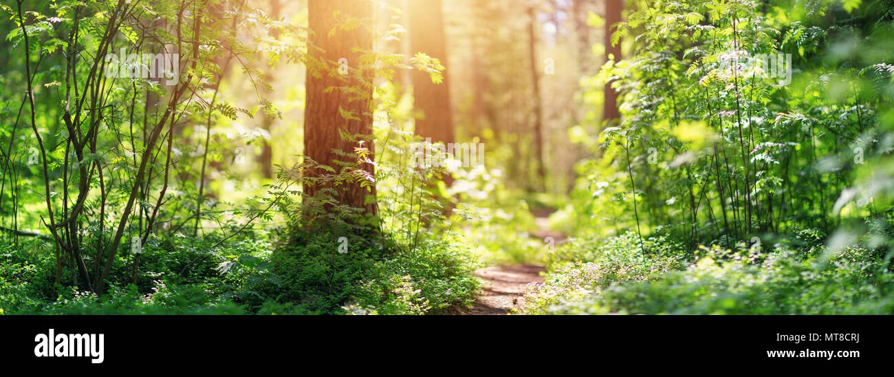 Panorama park forest pathway summer hi-res stock photography and images ...
