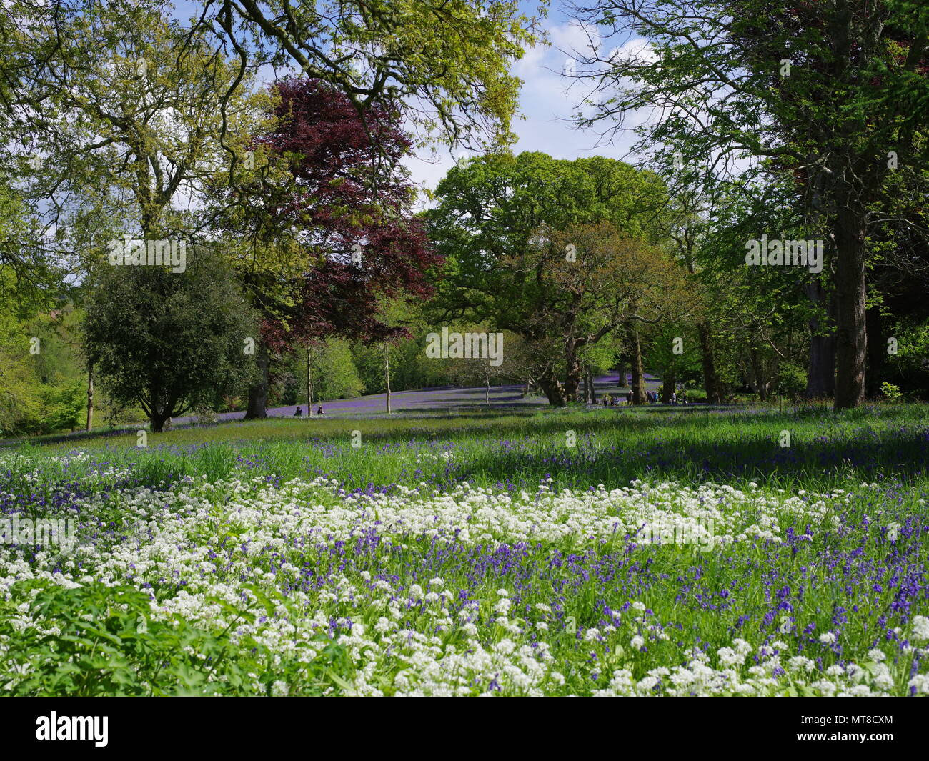 Bluebells and wild garlic flowers in woodland scene at Enys Gardens ...