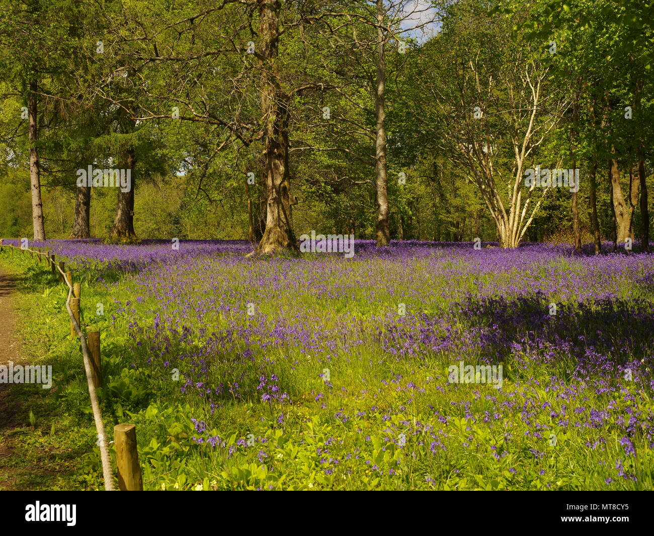 Bluebells woodland scene hyacinthoides hi-res stock photography and ...